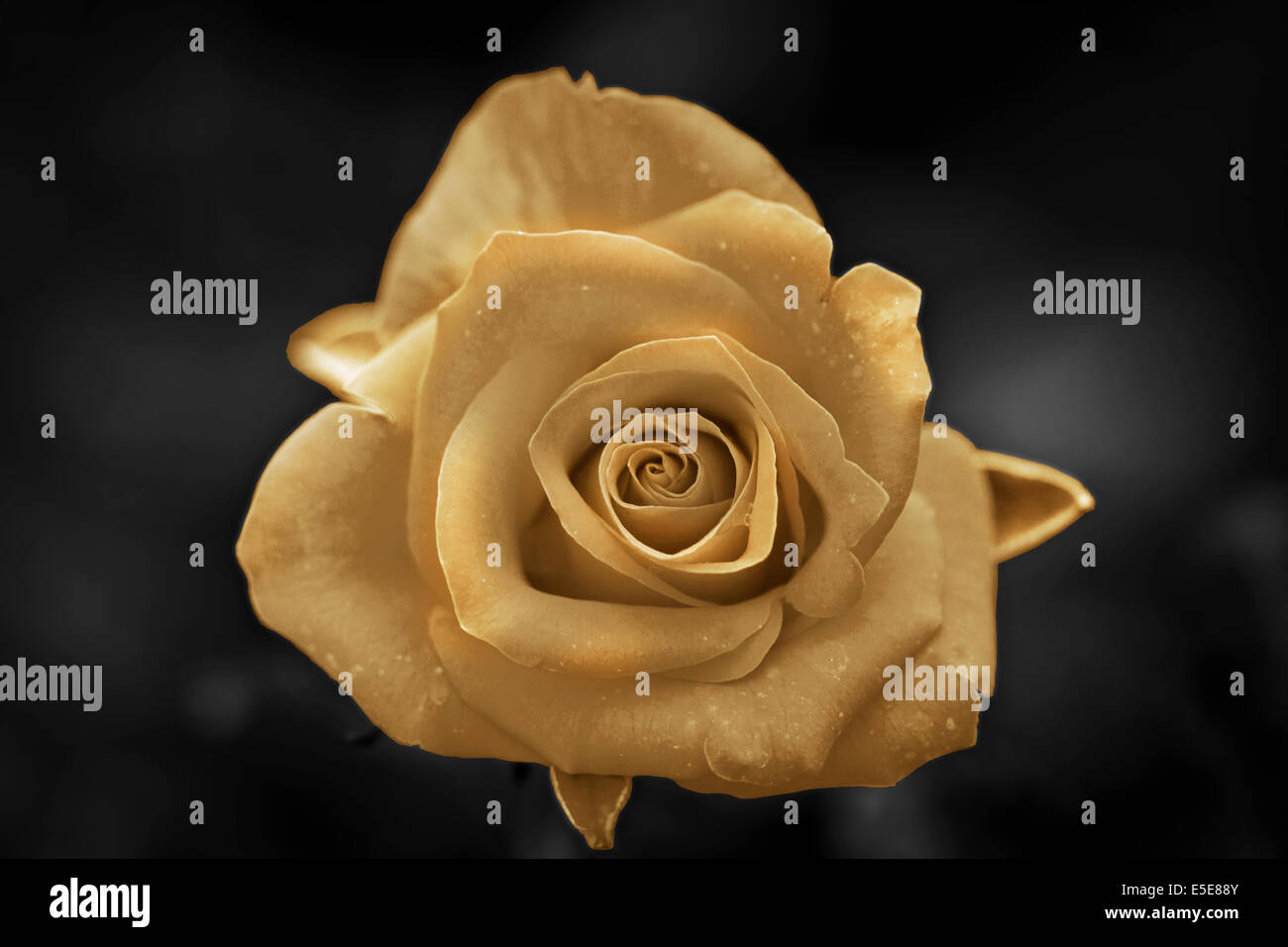 Rose garden plant label hi-res stock photography and images - Alamy