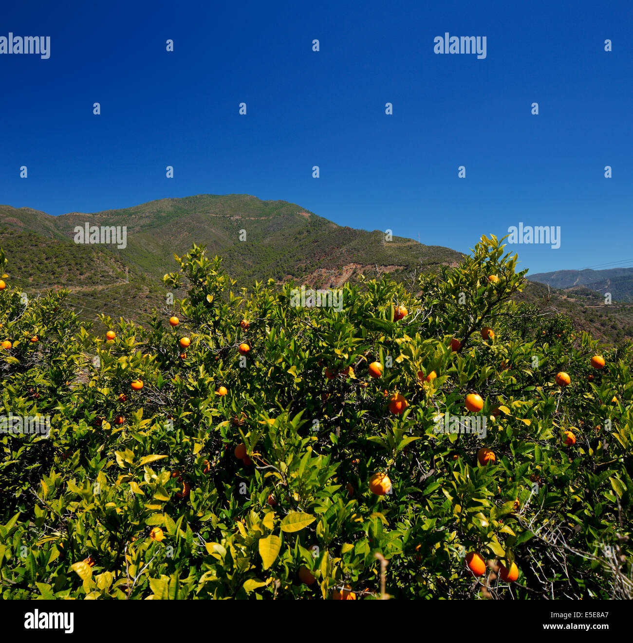 Andalusia spain fruit trees in hi-res stock photography and images - Alamy