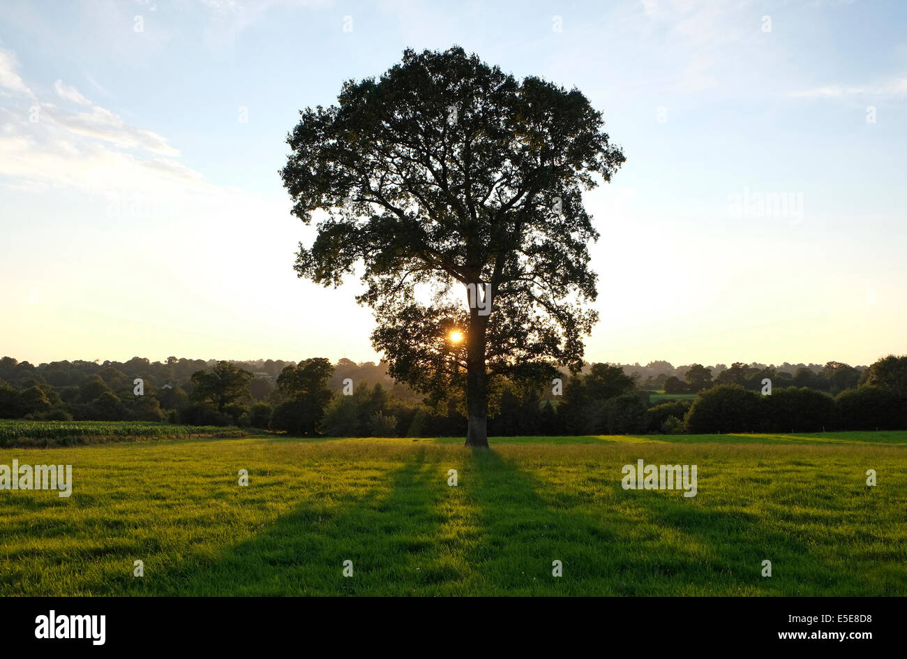 single backlit tree in green field, normandy, france Stock Photo - Alamy