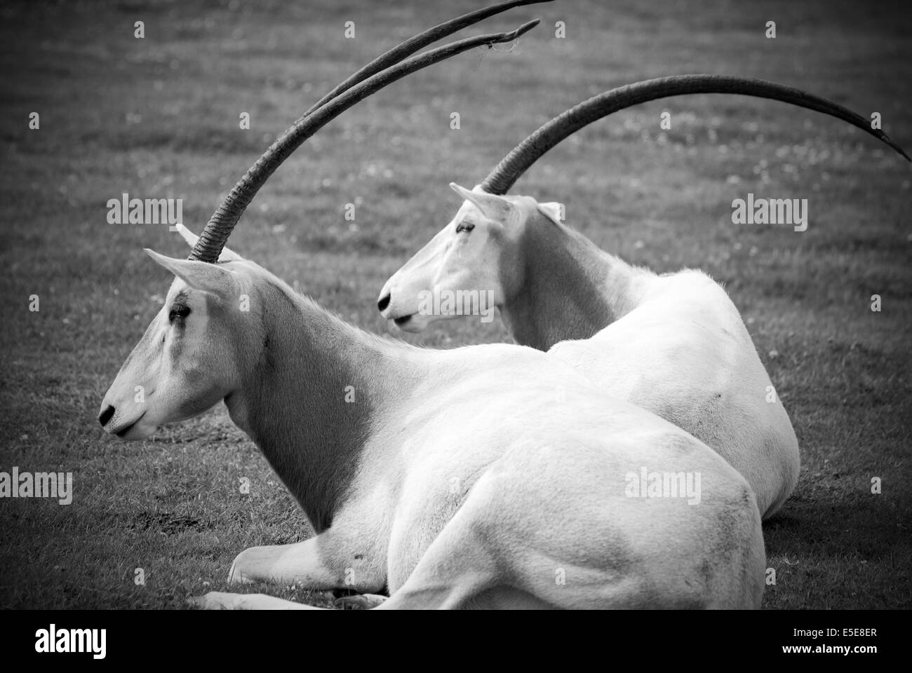 The extinct in the wild, Scimitar oryx or Oryx dammah in chester zoo ...