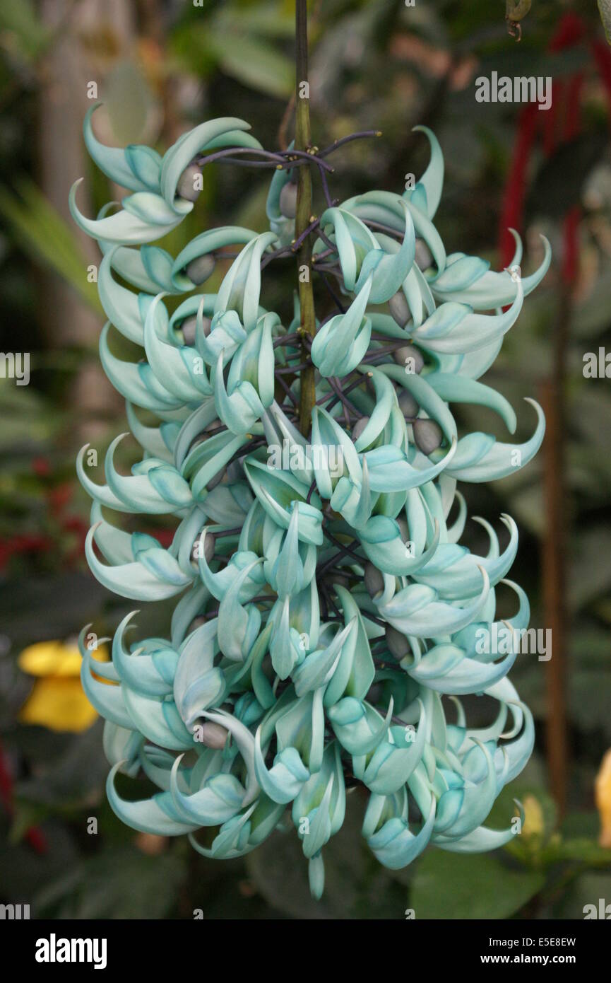 Philippines strongylodon macrobotrys hi-res stock photography and ...