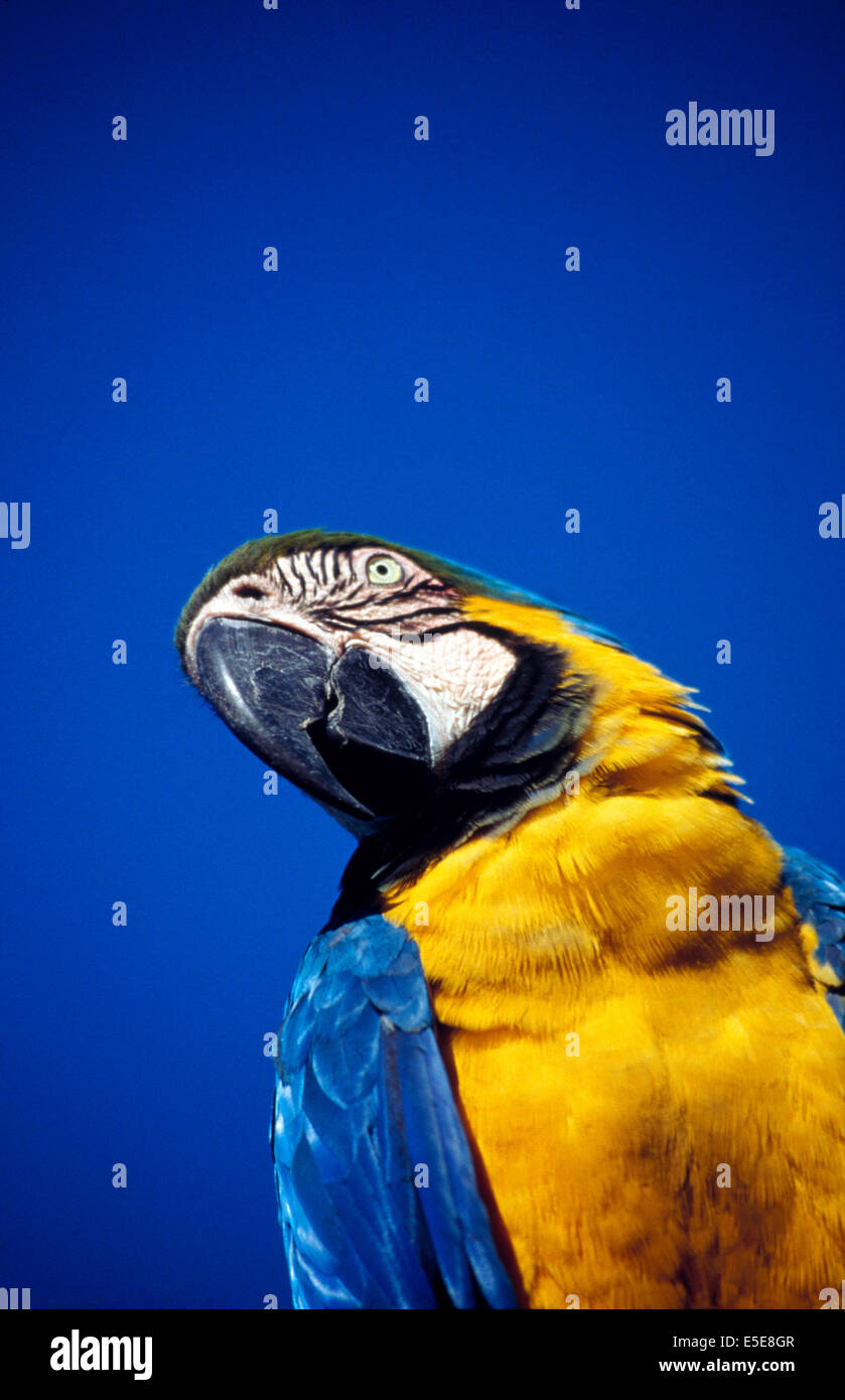Blue-and-yellow Macaw (Ara ararauna), also known as the Blue-and-gold Macaw, native to South ...
