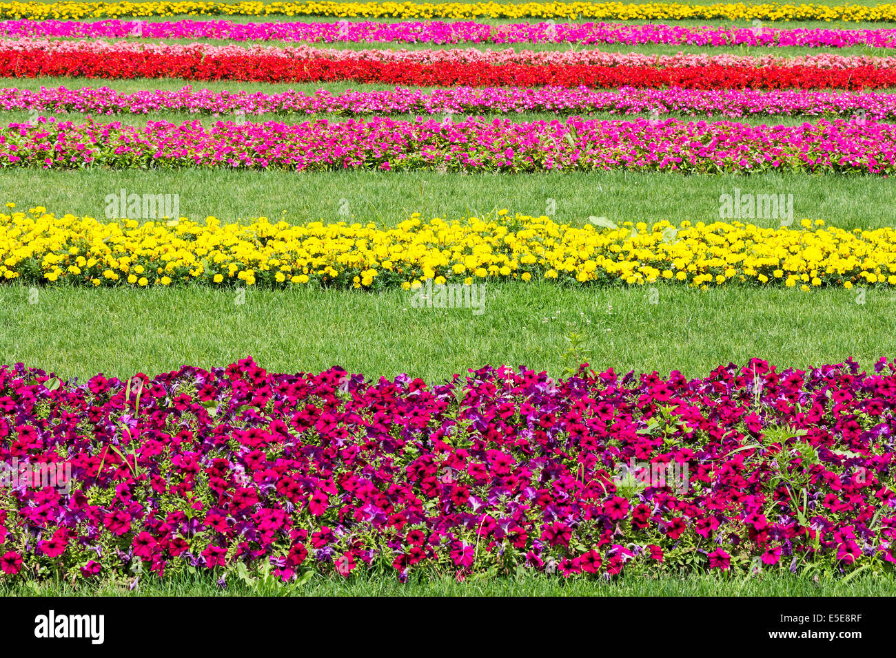 Yellow and red flower in the garden as a background Stock Photo - Alamy