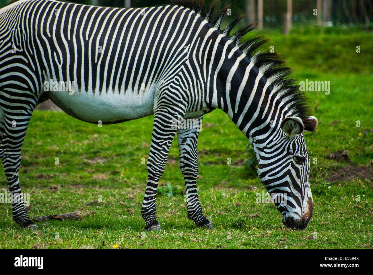 Zebra meat hi-res stock photography and images - Alamy