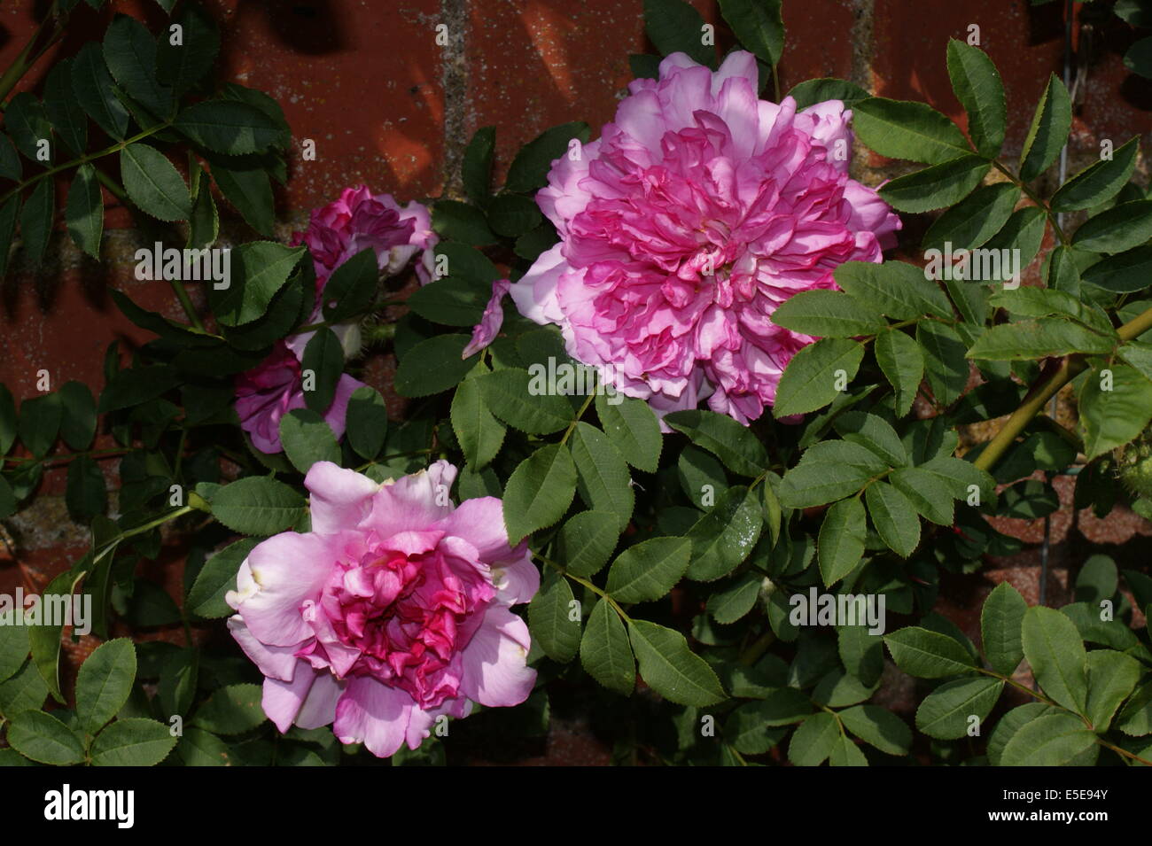 Rosa roxburghii f. roxburghii Stock Photo - Alamy