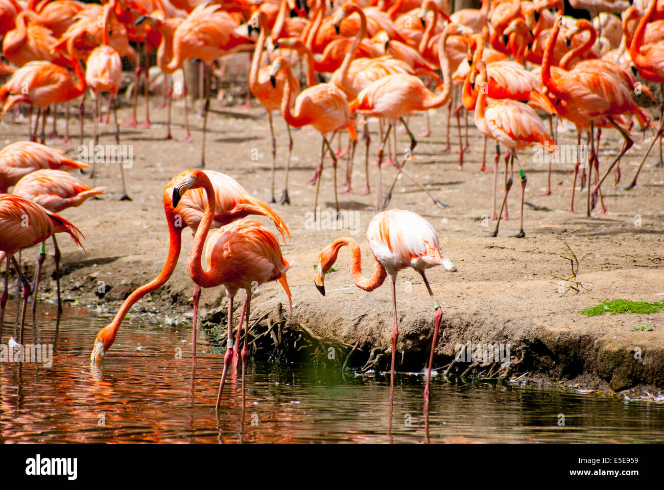 Pink flamingos drinking water hi-res stock photography and images - Alamy