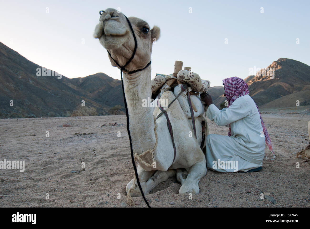 Camel loads hi-res stock photography and images - Alamy