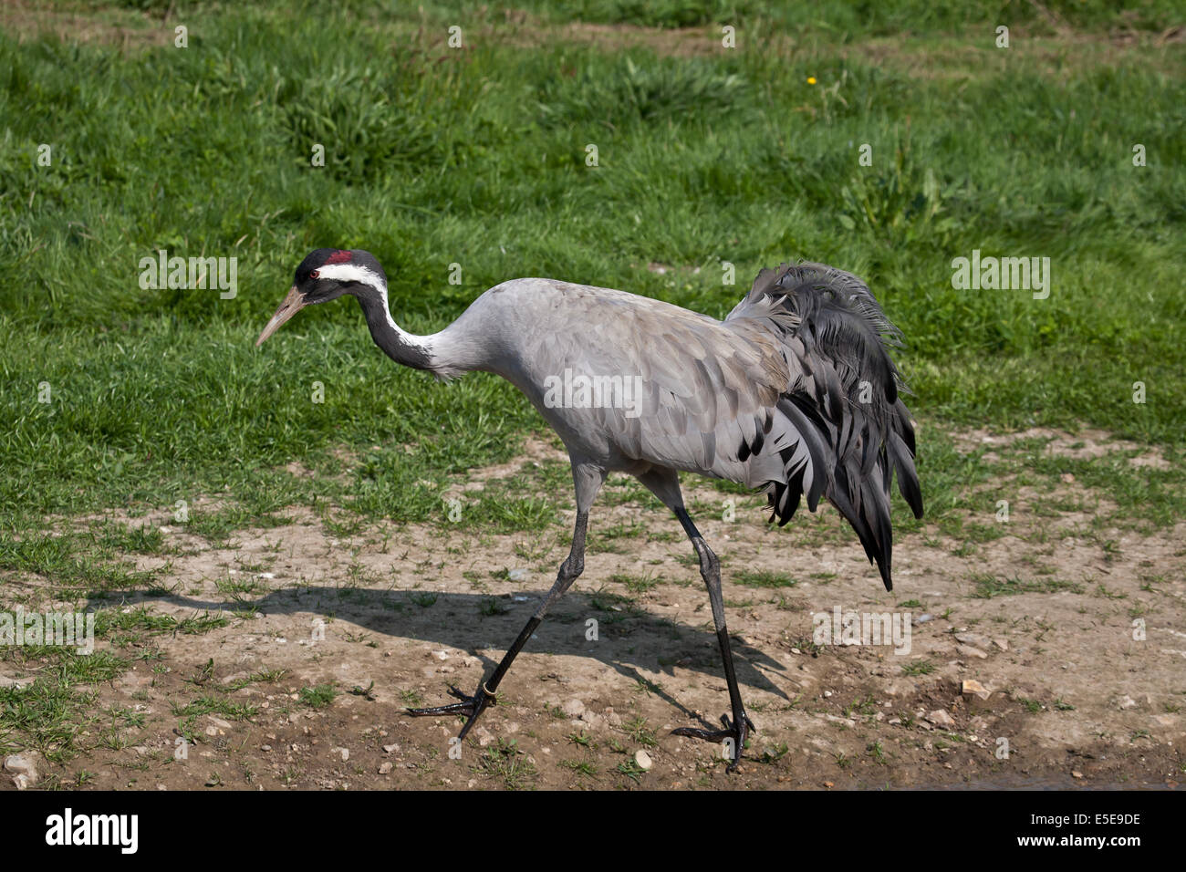 European crane hi-res stock photography and images - Alamy
