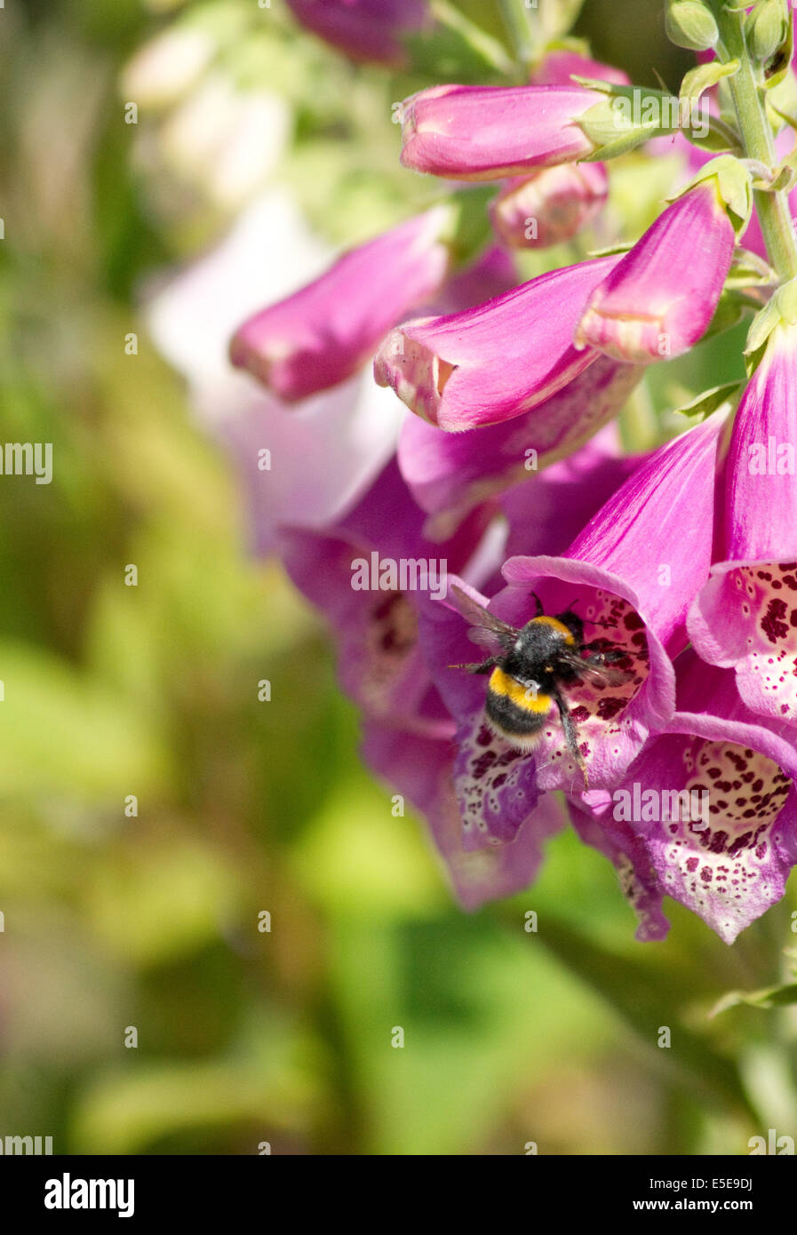 Foxglove with bee gathering nectar Stock Photo - Alamy