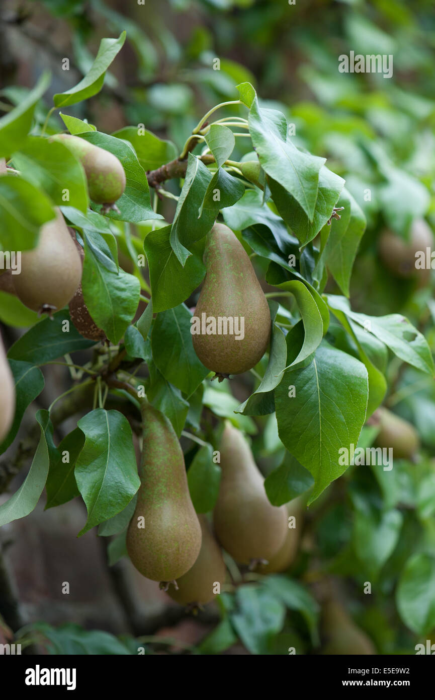 English pears hi-res stock photography and images - Alamy