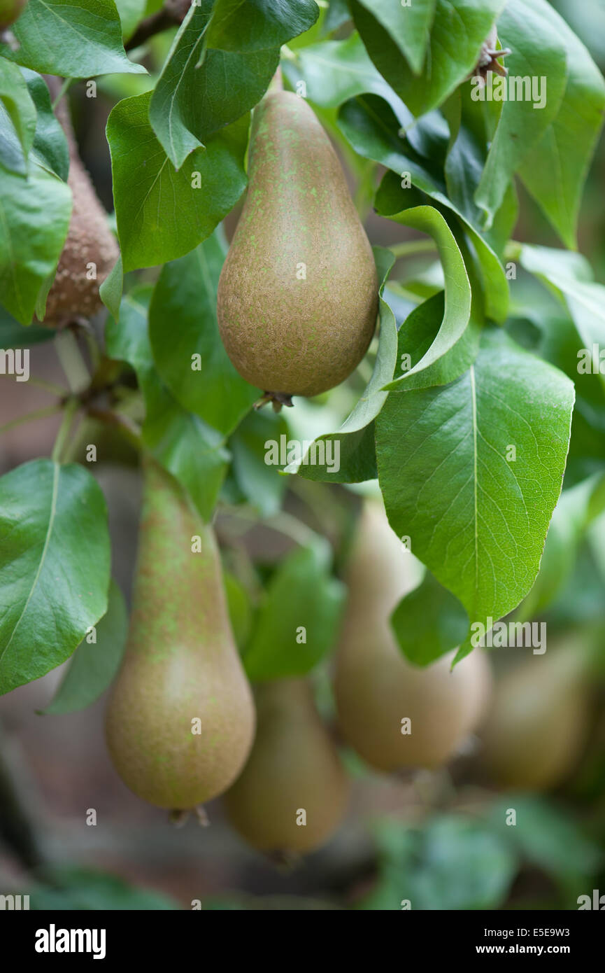 English pears hi-res stock photography and images - Alamy