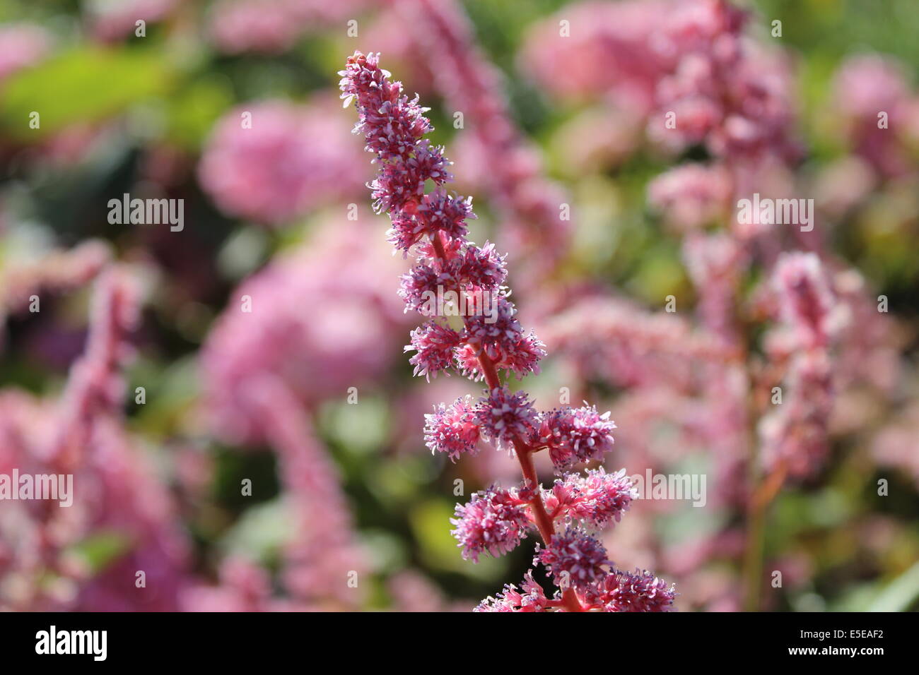 Sheffield pink hi-res stock photography and images - Alamy