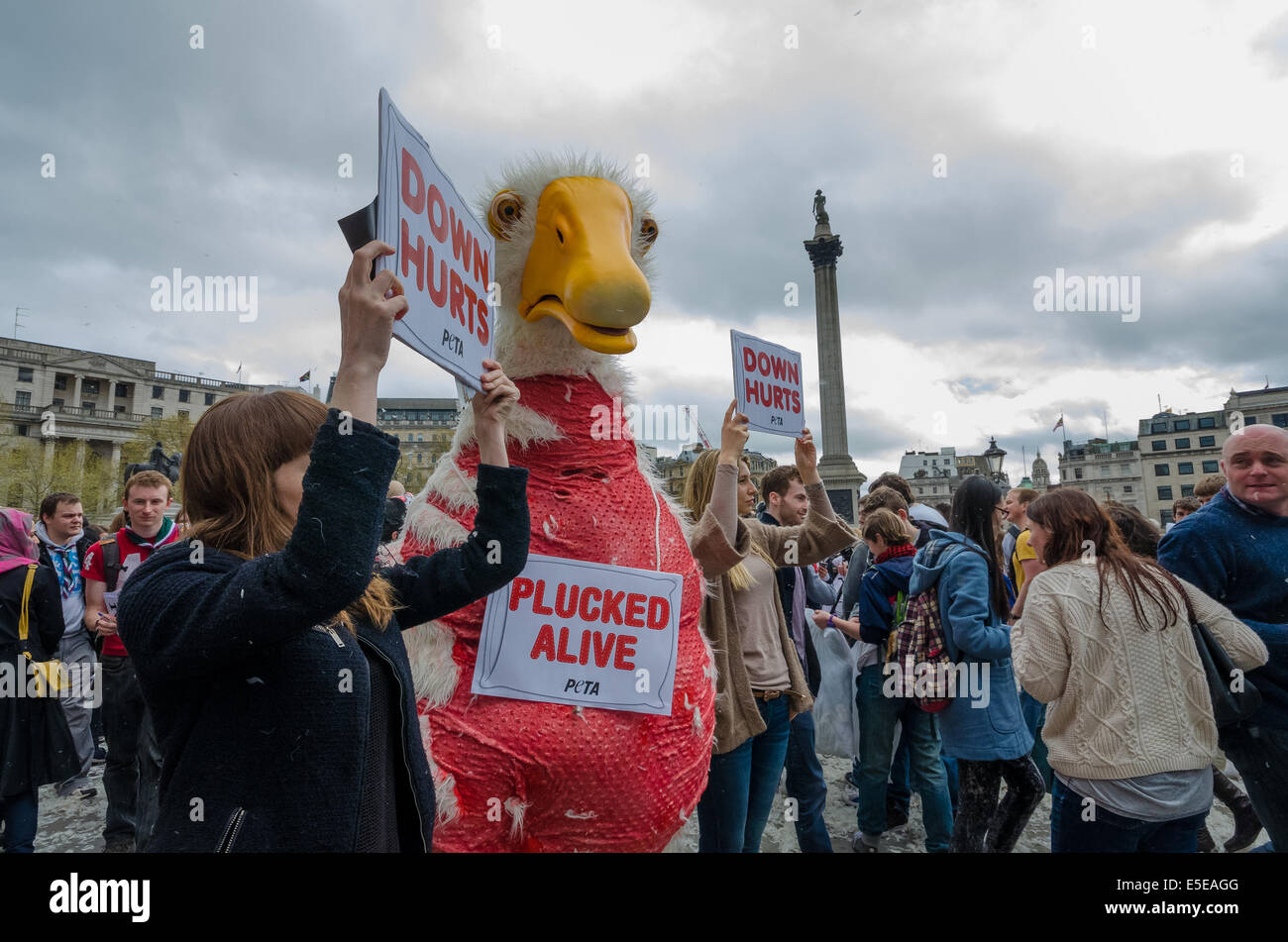 Peta activists hold protest during hi-res stock photography and images ...