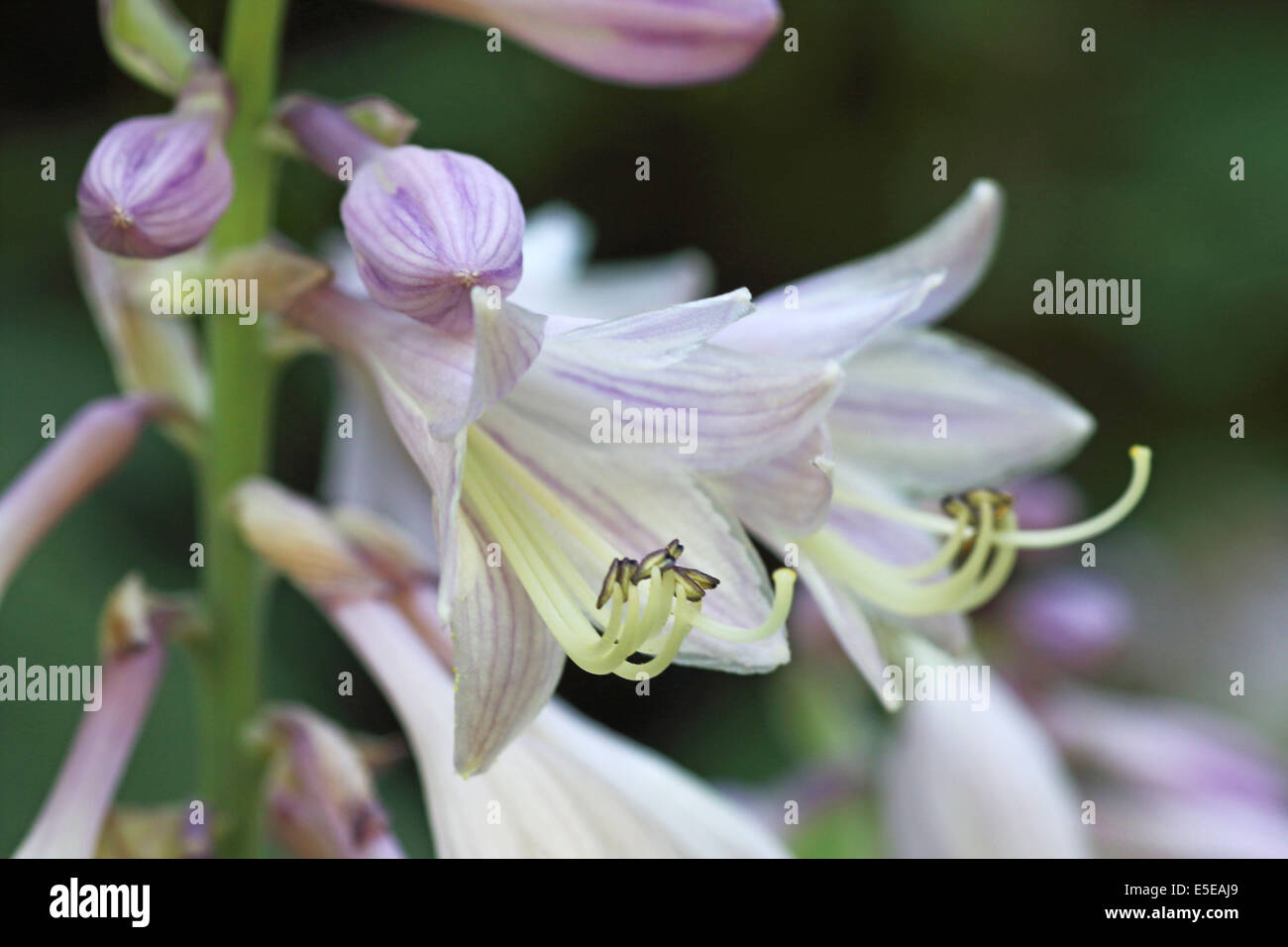 Hosta flowers hi-res stock photography and images - Alamy