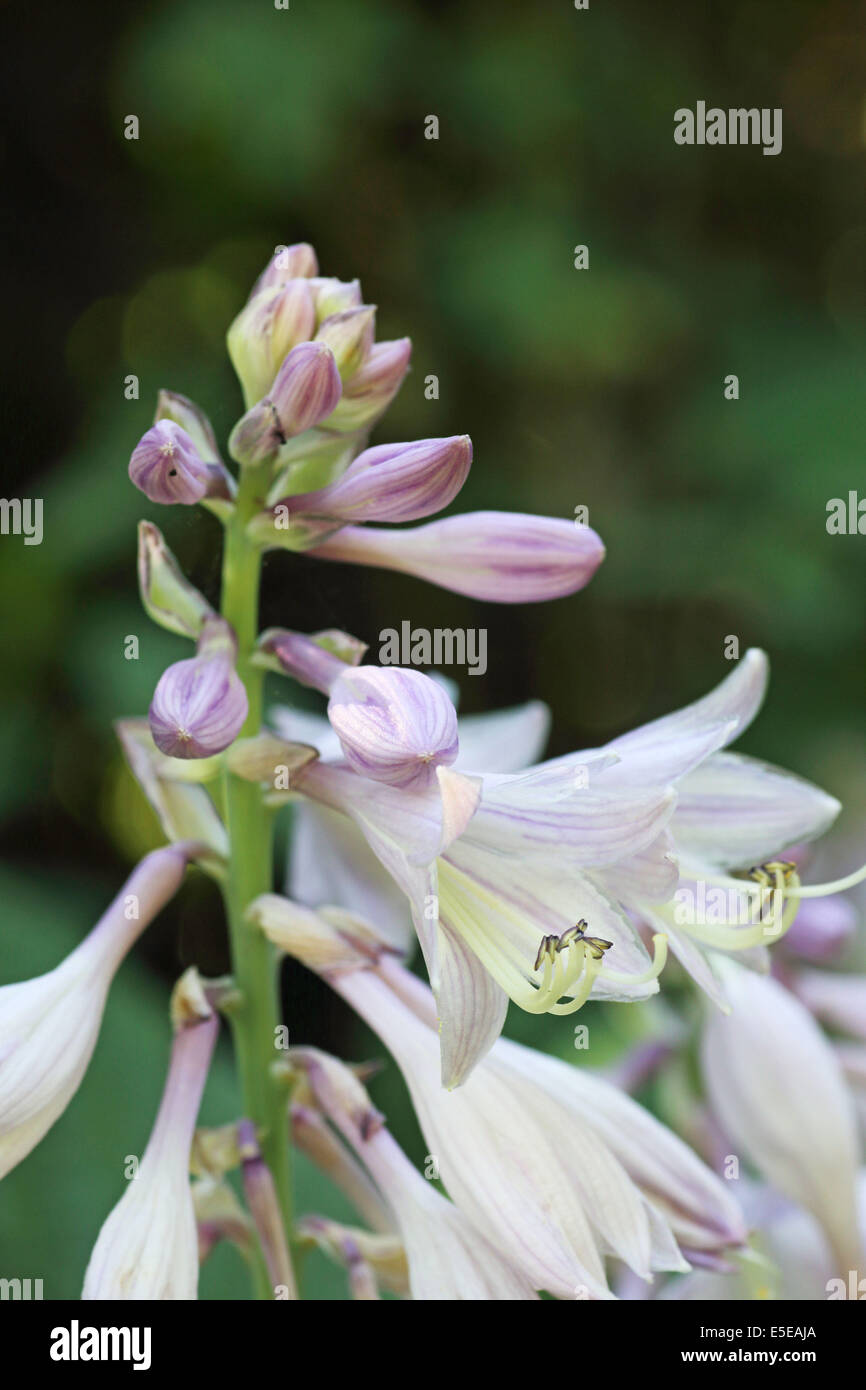 Hosta flowers hi-res stock photography and images - Alamy