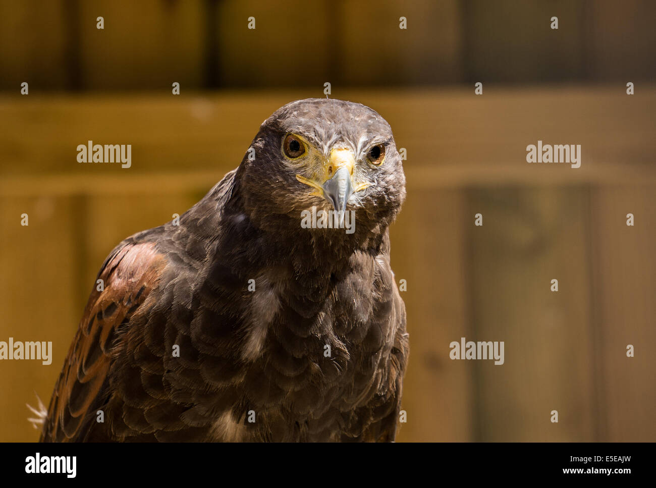Harris Hawk Bird of Prey Stock Photo - Alamy