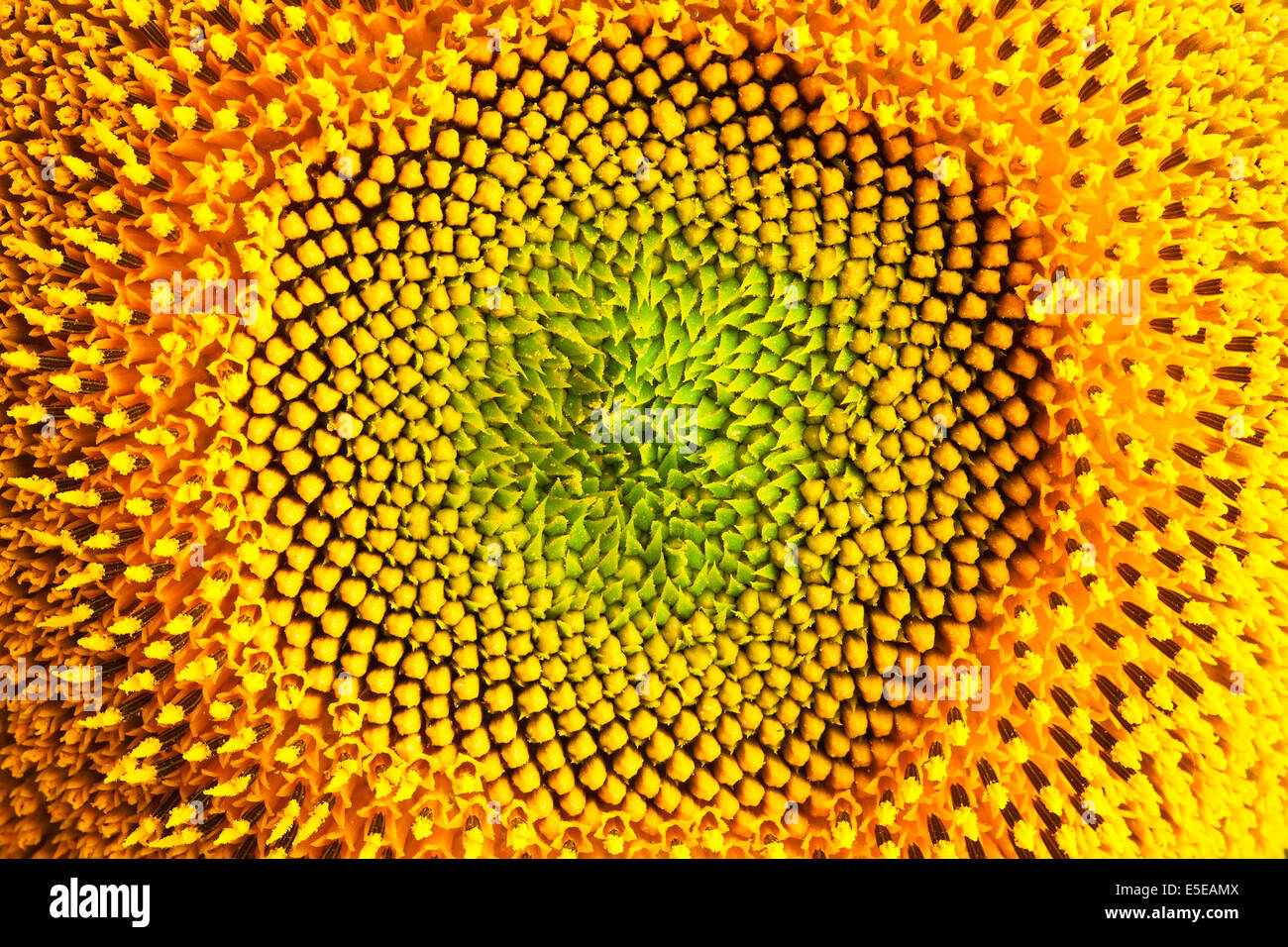 Flower seed pattern hi-res stock photography and images - Alamy
