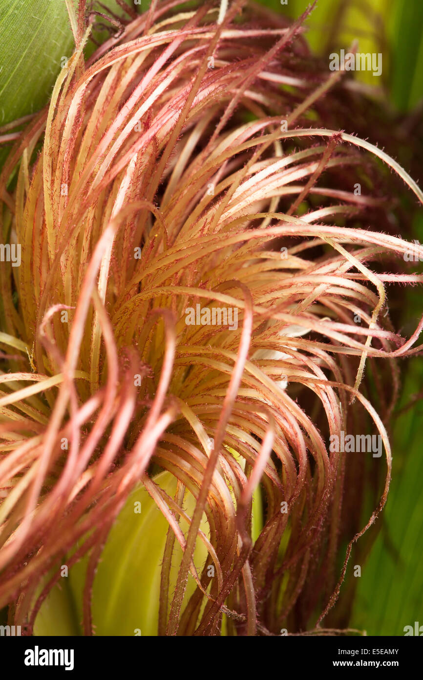 corn silk macro closeup Stock Photo - Alamy