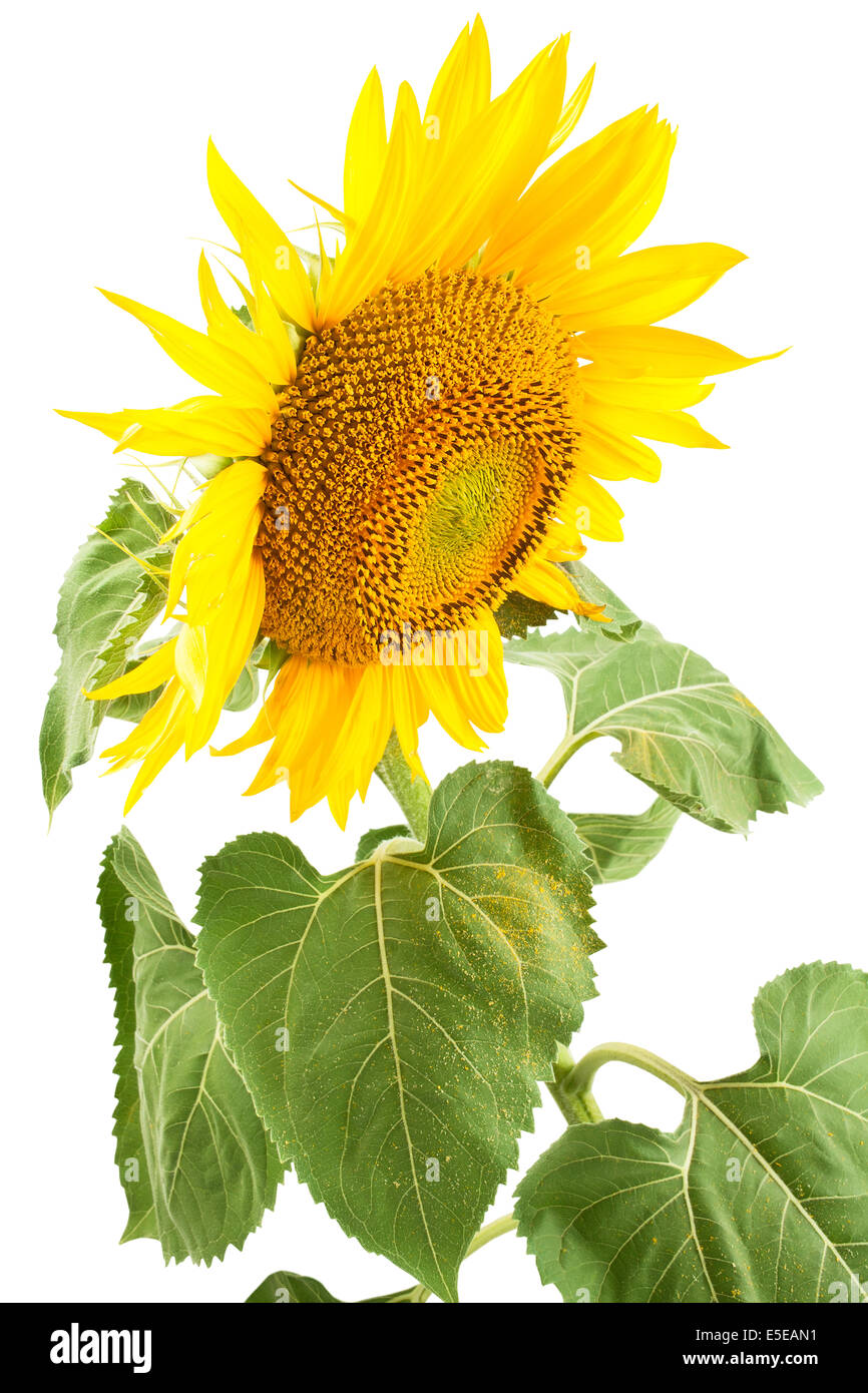 Sunflower leaf isolated white hi-res stock photography and images - Alamy