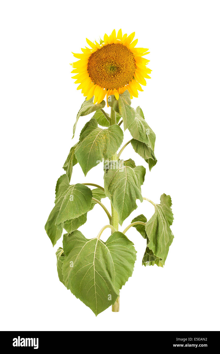 Sunflower single seed hi-res stock photography and images - Alamy