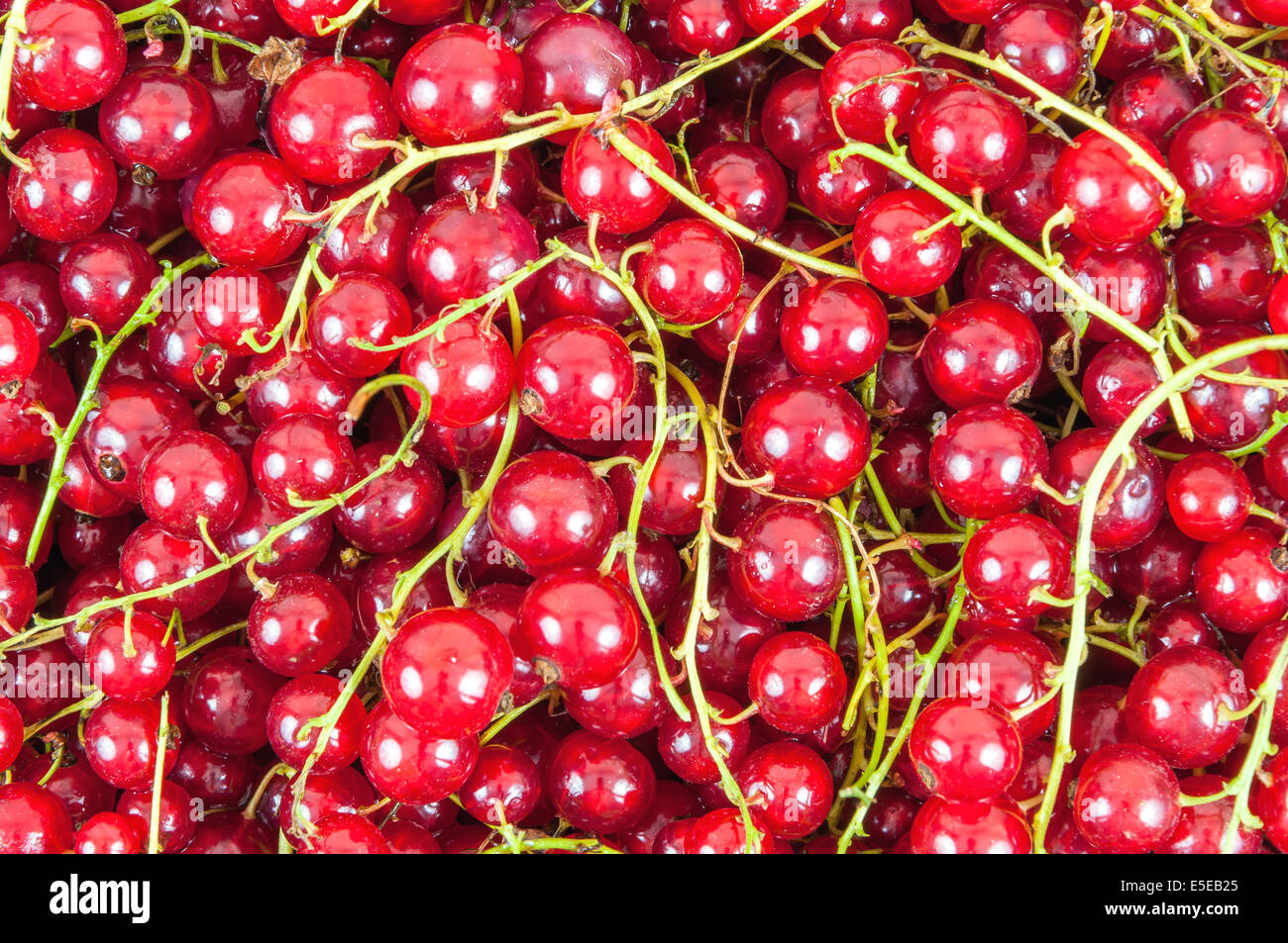 Currant red background hi-res stock photography and images - Alamy
