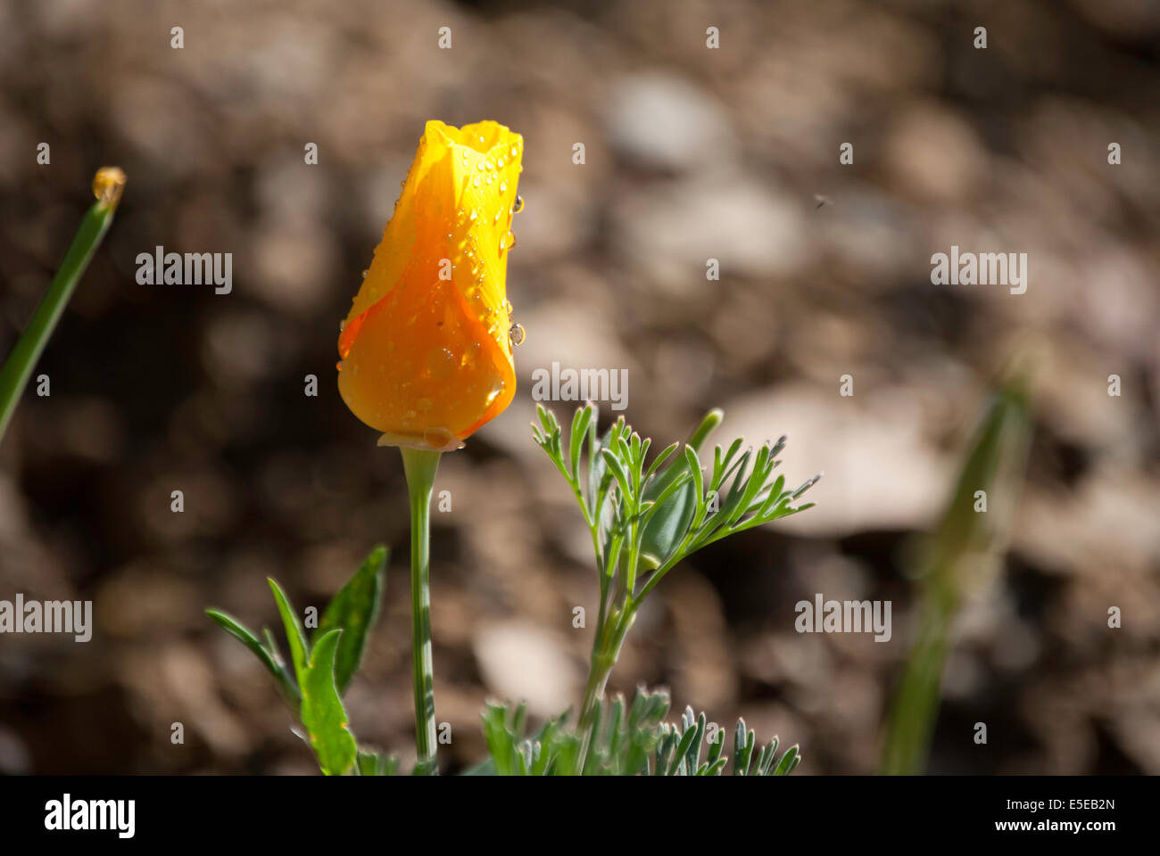 California Wild Golden Poppy Bud in morning sun light during Spring in ...