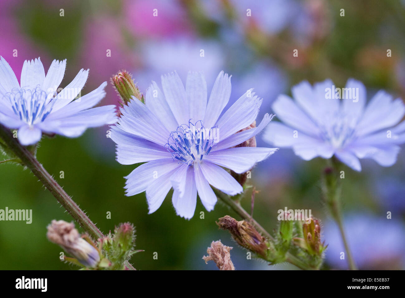 Plants chicory blue flowers hi-res stock photography and images - Alamy