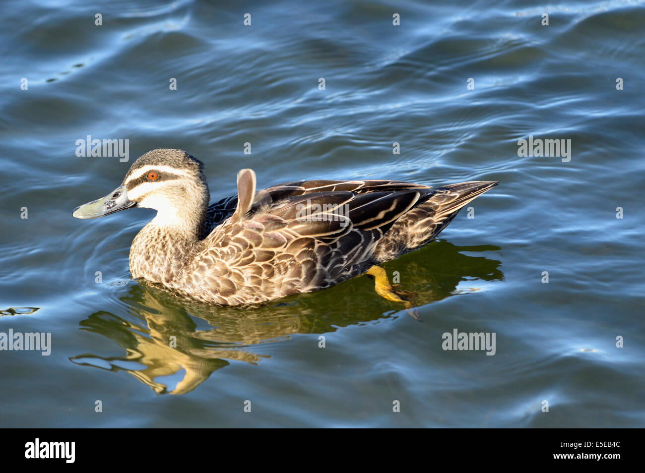 Pacific black duck Stock Photo - Alamy