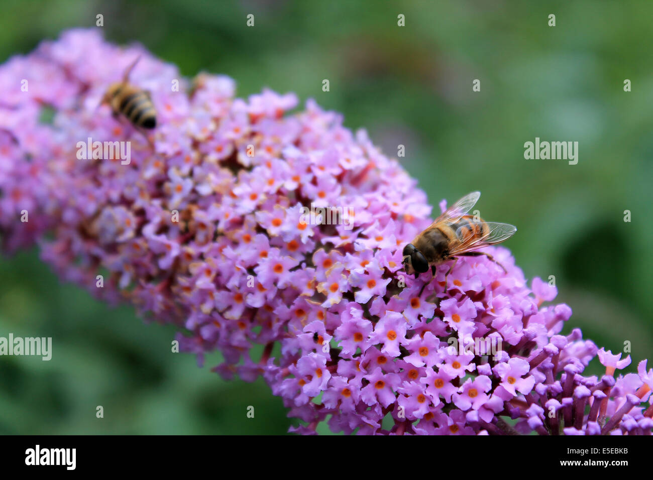Bee with bokeh effect hi-res stock photography and images - Alamy