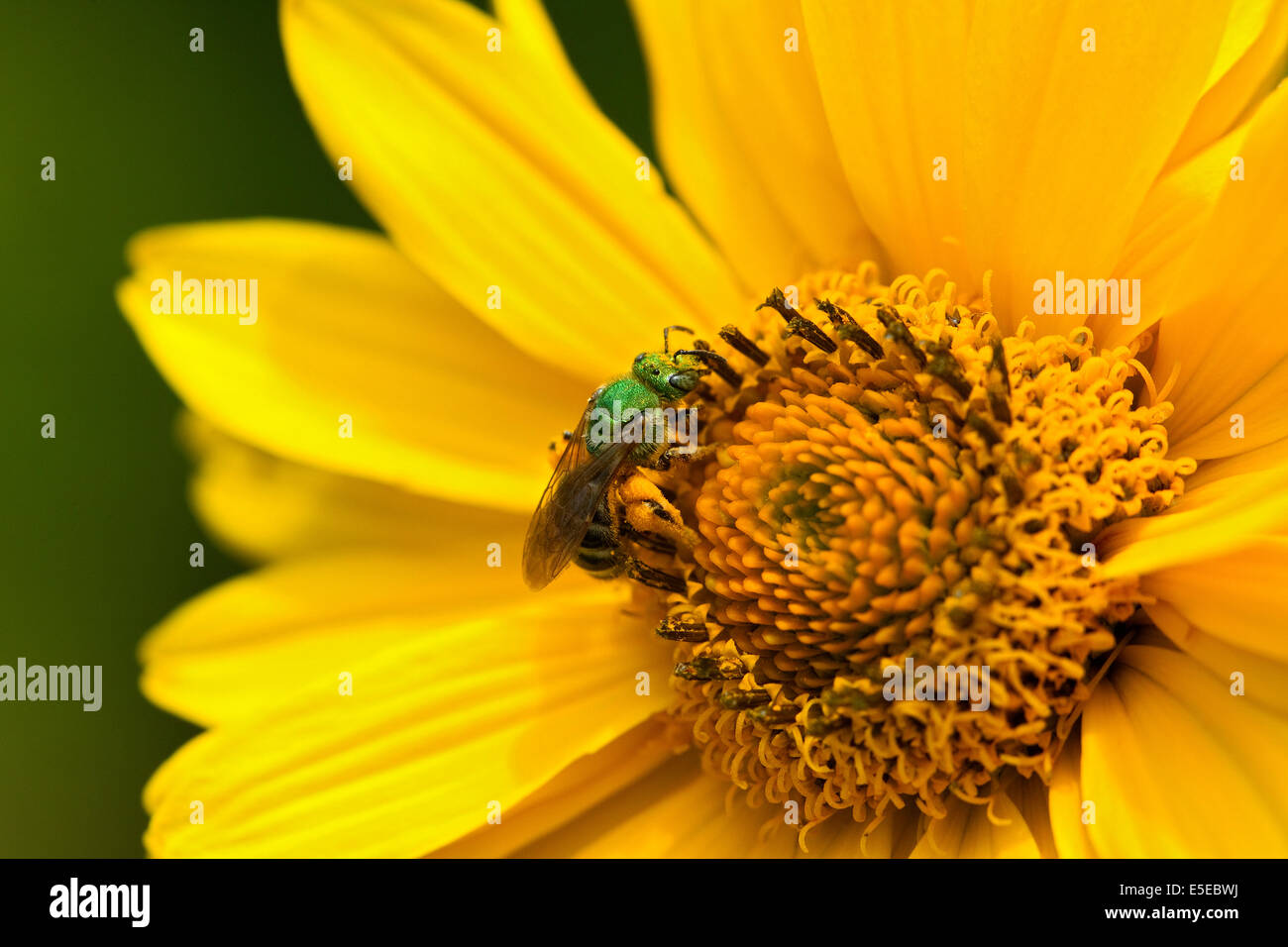 Wasp works as an insect pollinator during the pollination of a yellow ...