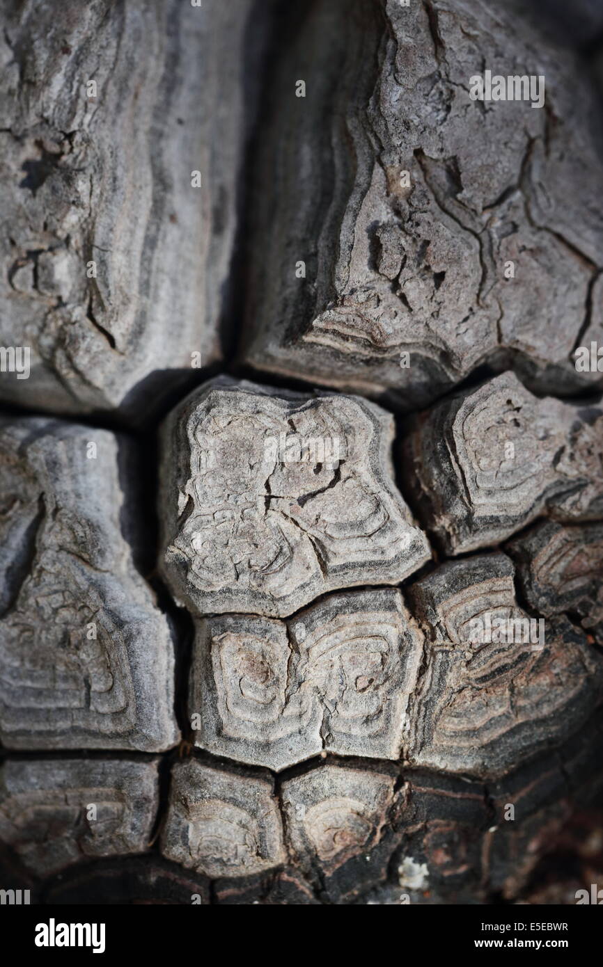 Close up of an "Elephant's Foot" caudex (dioscorea elephantipes), a ...