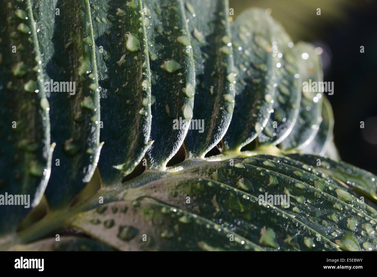 Close up of the pinnae of encephalartos transvenosus (Modjadji Cycad ...