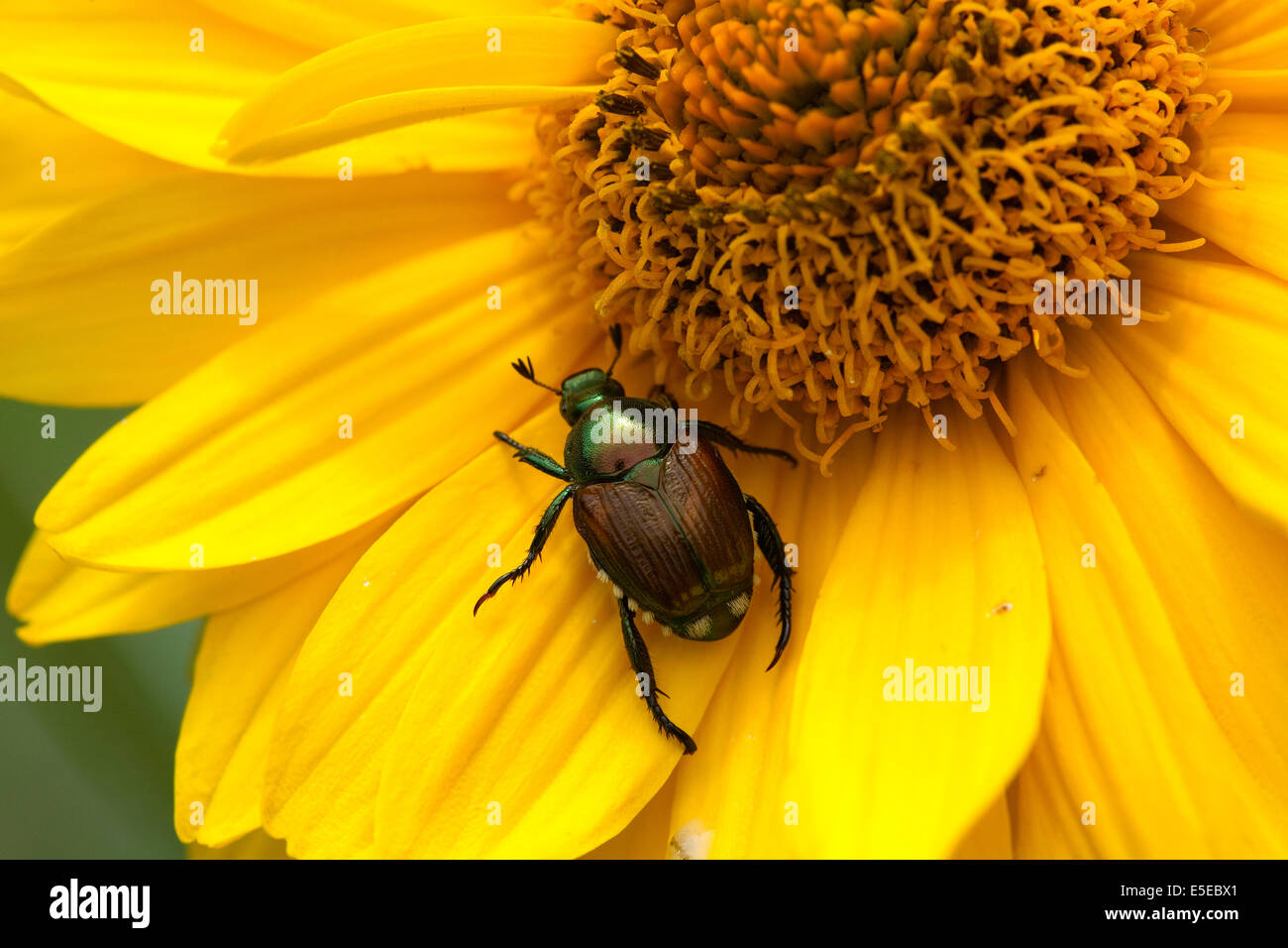 Japanese beetles hi-res stock photography and images - Alamy