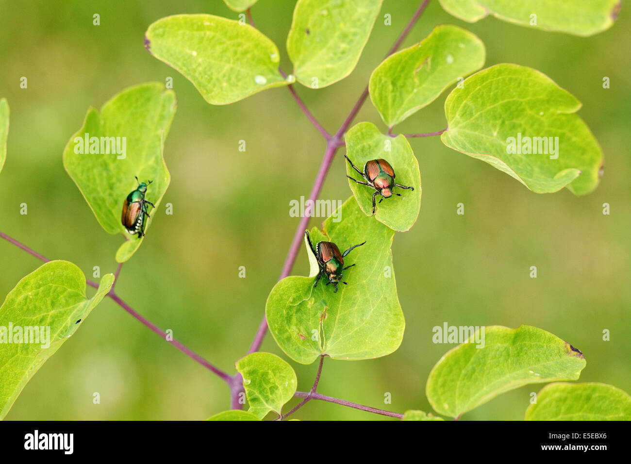 Japanese beetle hi-res stock photography and images - Alamy