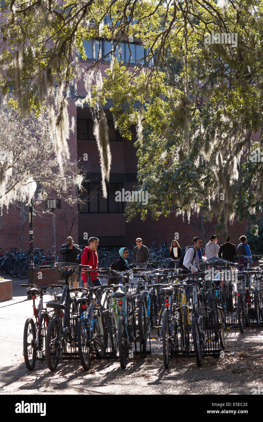 University of florida gators hi-res stock photography and images - Alamy