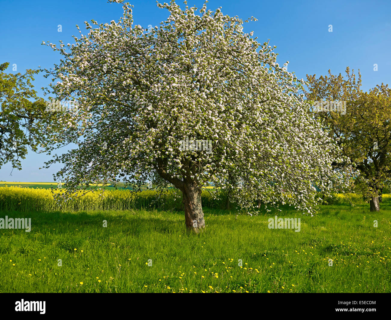 Blooming apple tree Stock Photo - Alamy