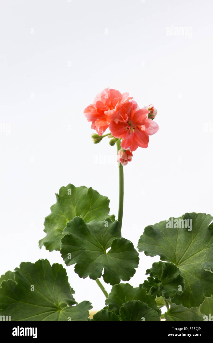 Geranium flower on white background Stock Photo - Alamy