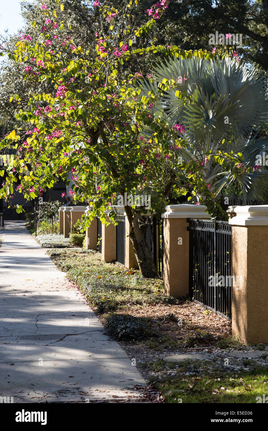 Tropical Landscaping, Residential Neighborhood ,Tampa, FL, USA Stock ...