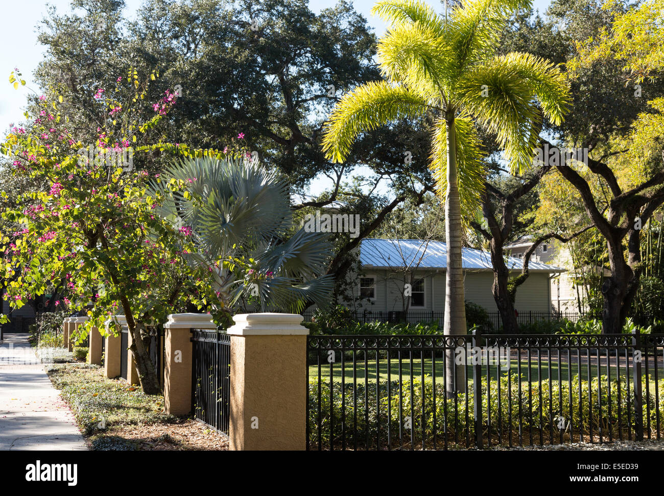 Tropical Landscaping, Residential Neighborhood ,Tampa, FL, USA Stock ...
