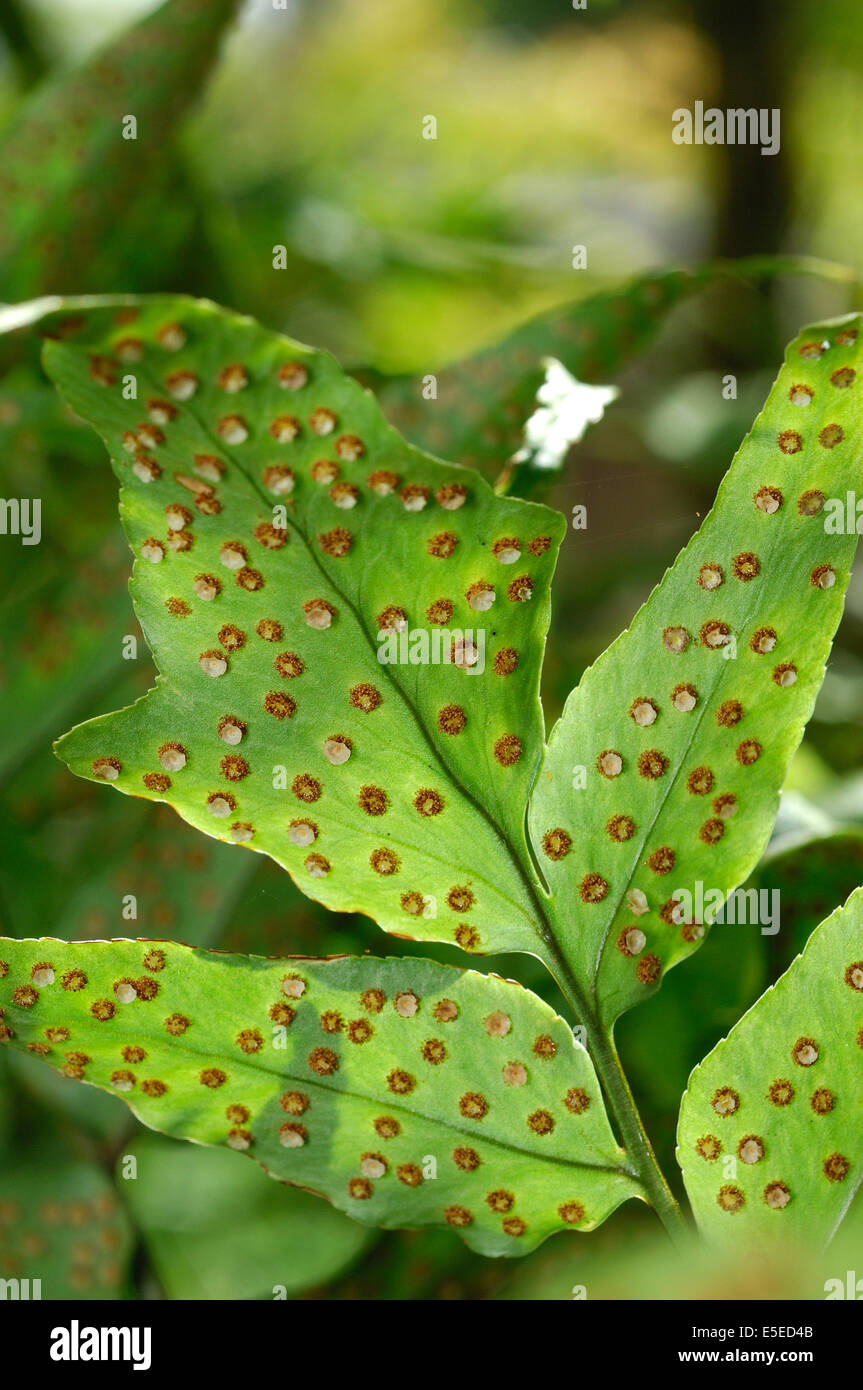 Spore leaf hi-res stock photography and images - Alamy