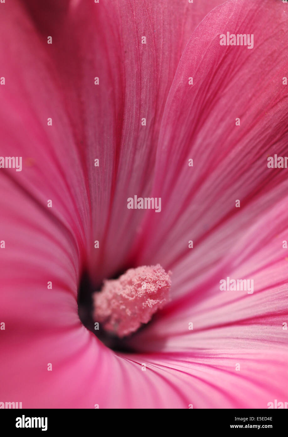 Pink Mallow flower Stock Photo - Alamy