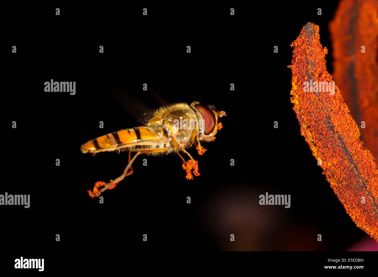 Diptera animalia hi-res stock photography and images - Alamy