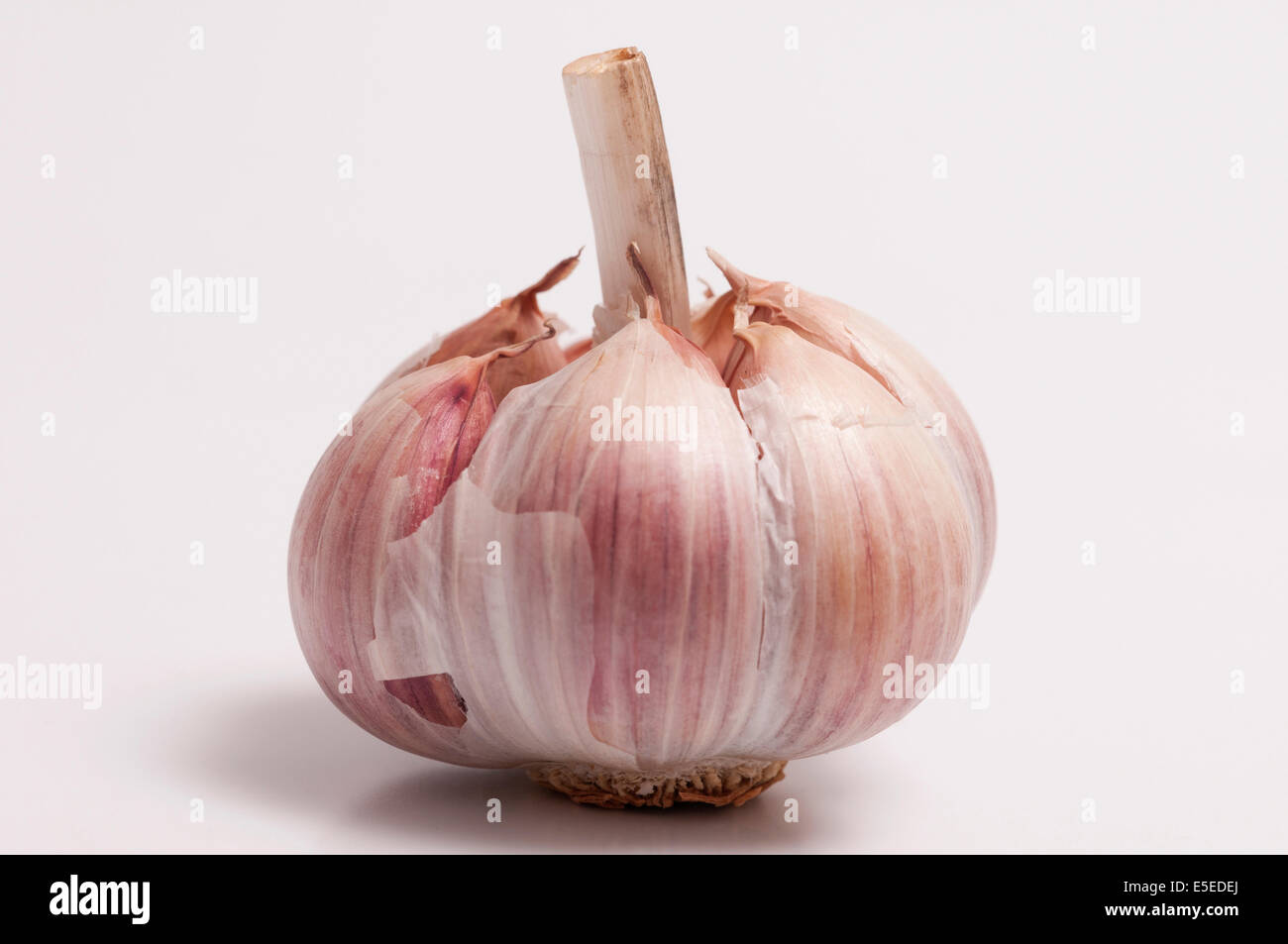 A garlic bulb isolated on white background Stock Photo - Alamy