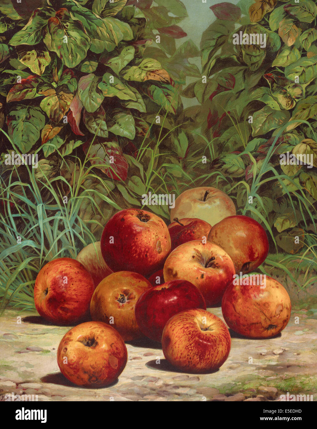 Still life painting of an apple hi-res stock photography and images - Alamy