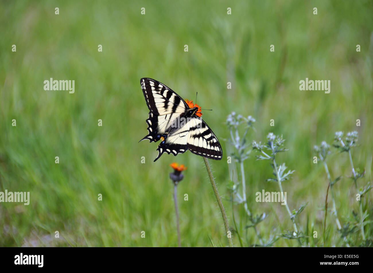 Butterfly in a field on a flower Stock Photo - Alamy