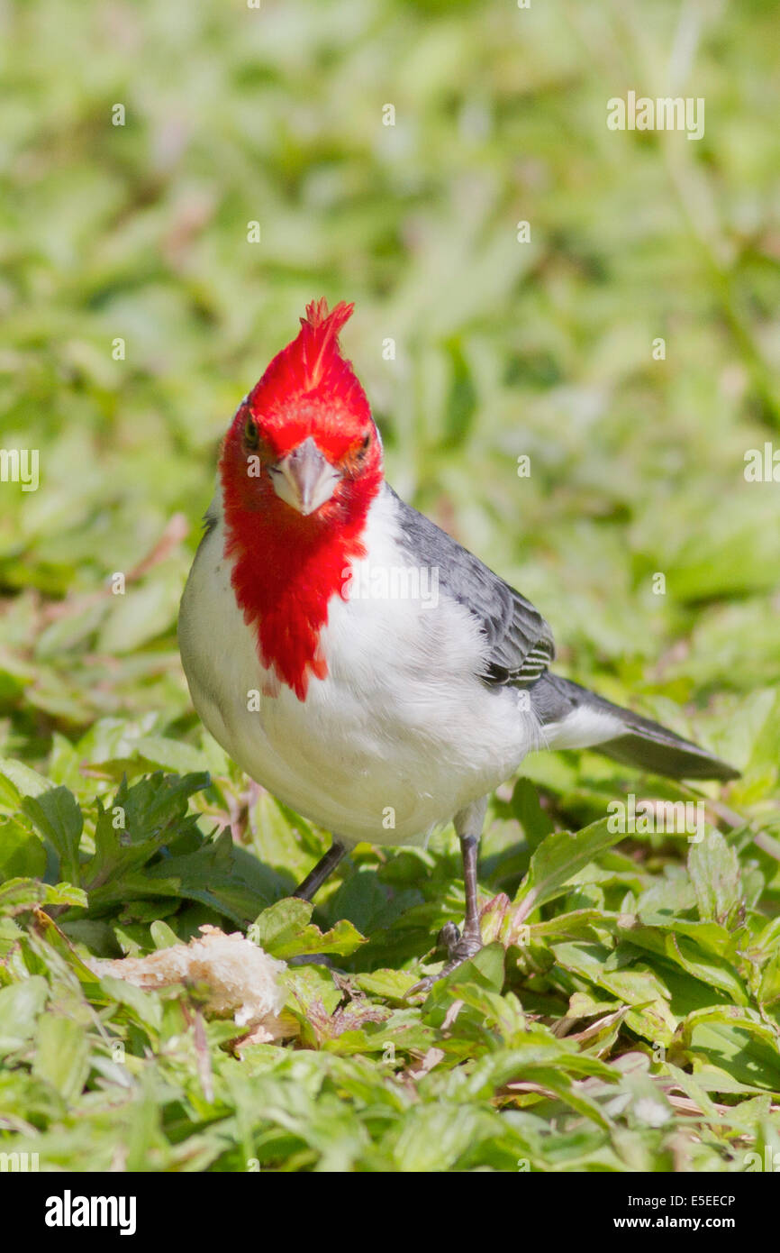 Red-Crested Cardinal (Paroaria coronata) Oahu,Hawaii Stock Photo - Alamy