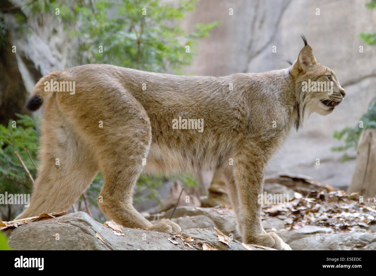 Canadian lynx hi-res stock photography and images - Alamy