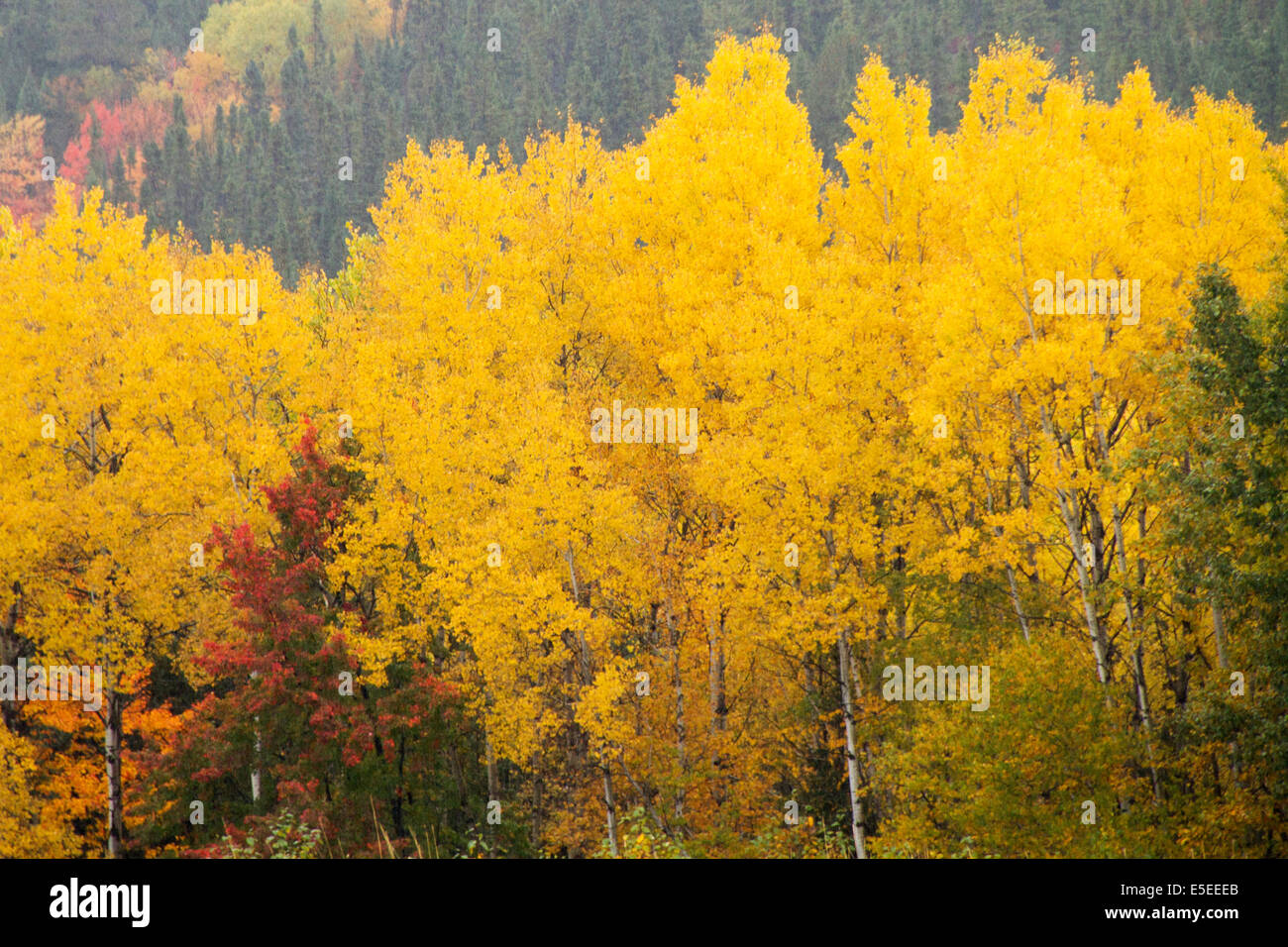 Fall colors in Quebec.Sanguanay,Canada Stock Photo - Alamy