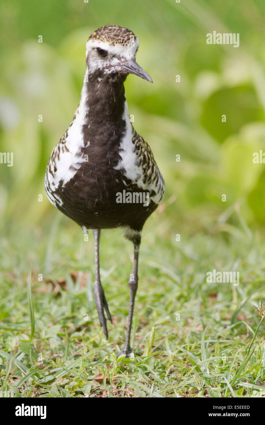 Pacific Golden-Plover also called Kolea in breeding plummage (Pluvialis ...