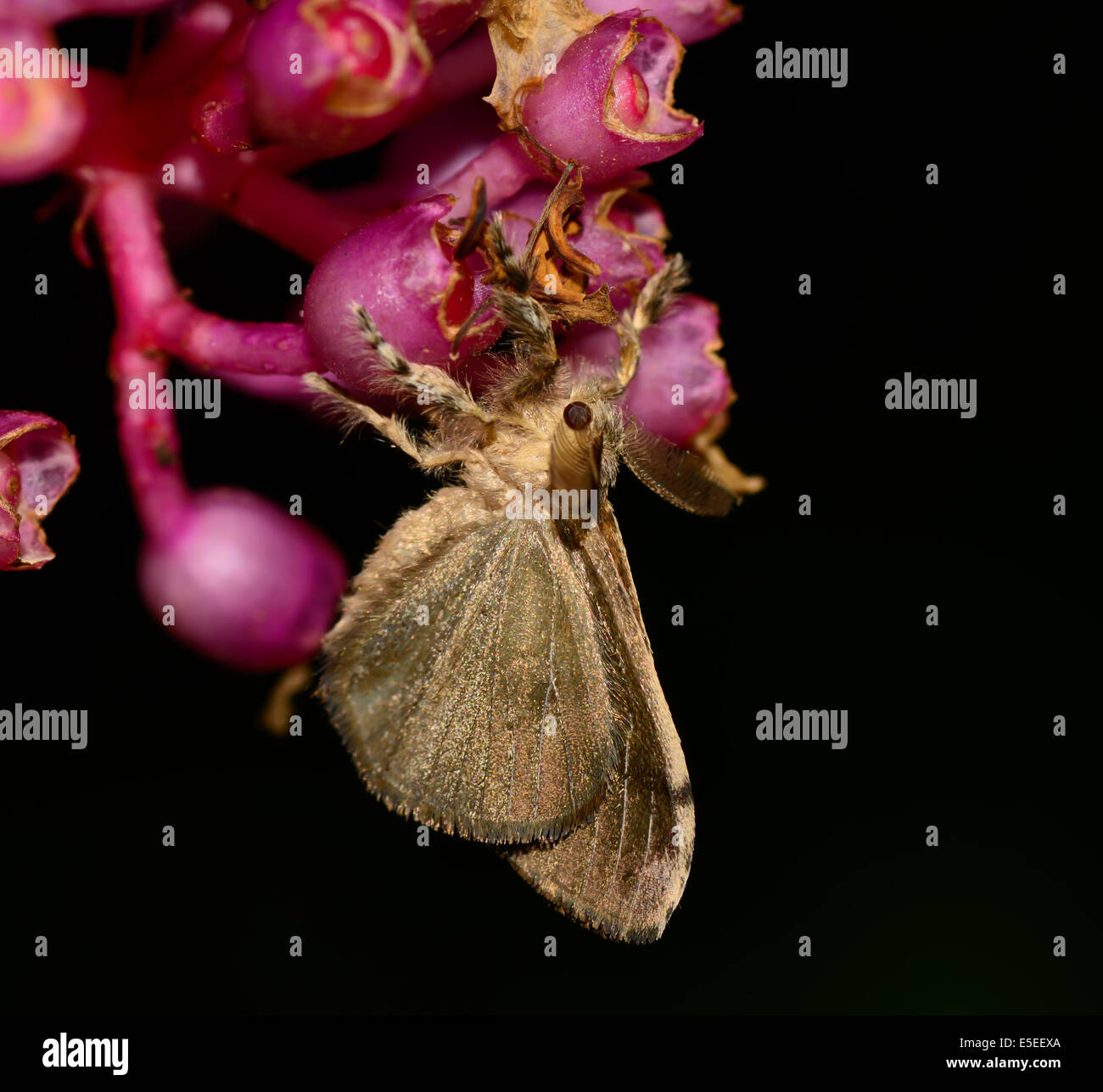 macro side view of gypsy moth hanging on Medinella magnifica flower ...